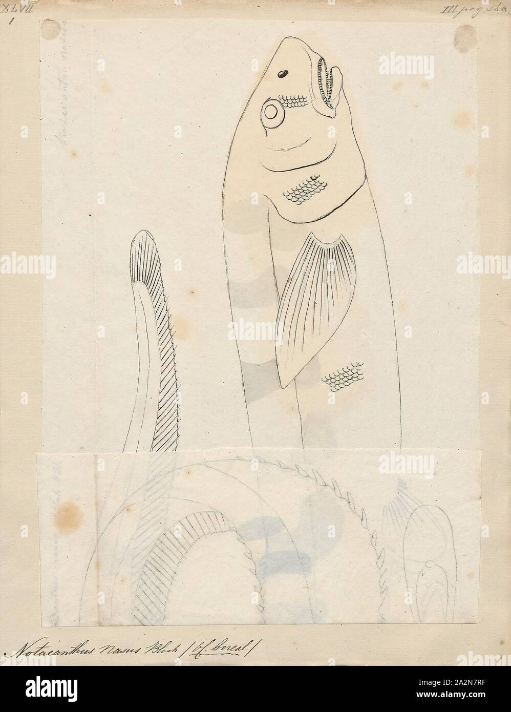 Notacanthus nasus hi-res stock photography and images - Alamy