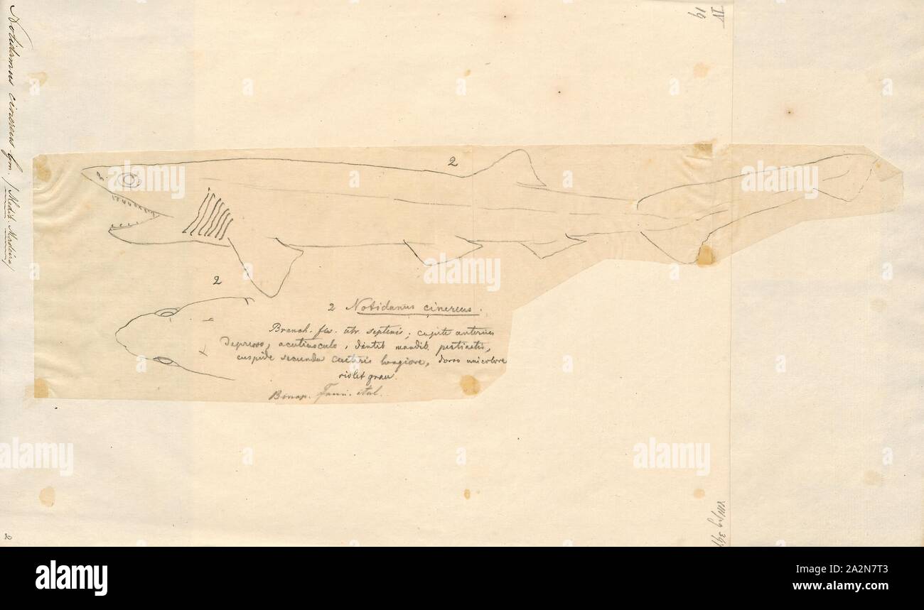 Notidanus cinereus hi-res stock photography and images - Alamy