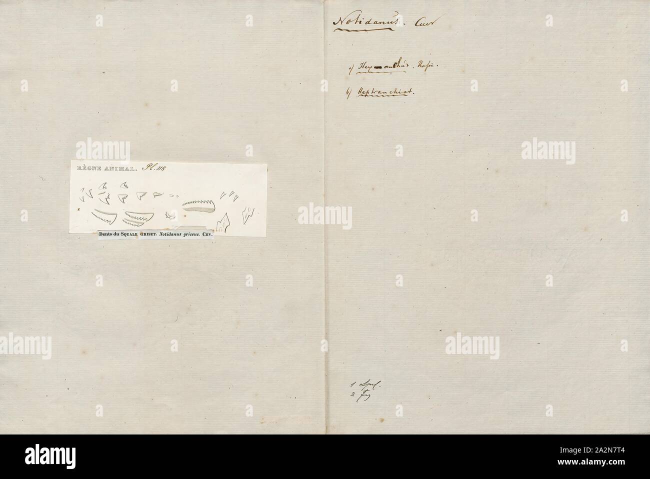 Notidanus hi-res stock photography and images - Alamy