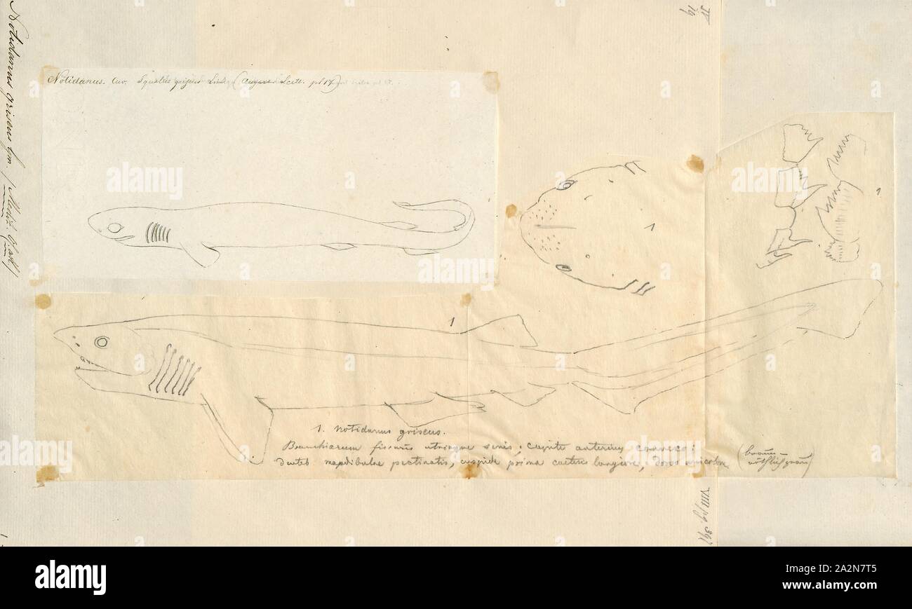 Notidanus griseus, Print, 1700-1880 Stock Photo - Alamy