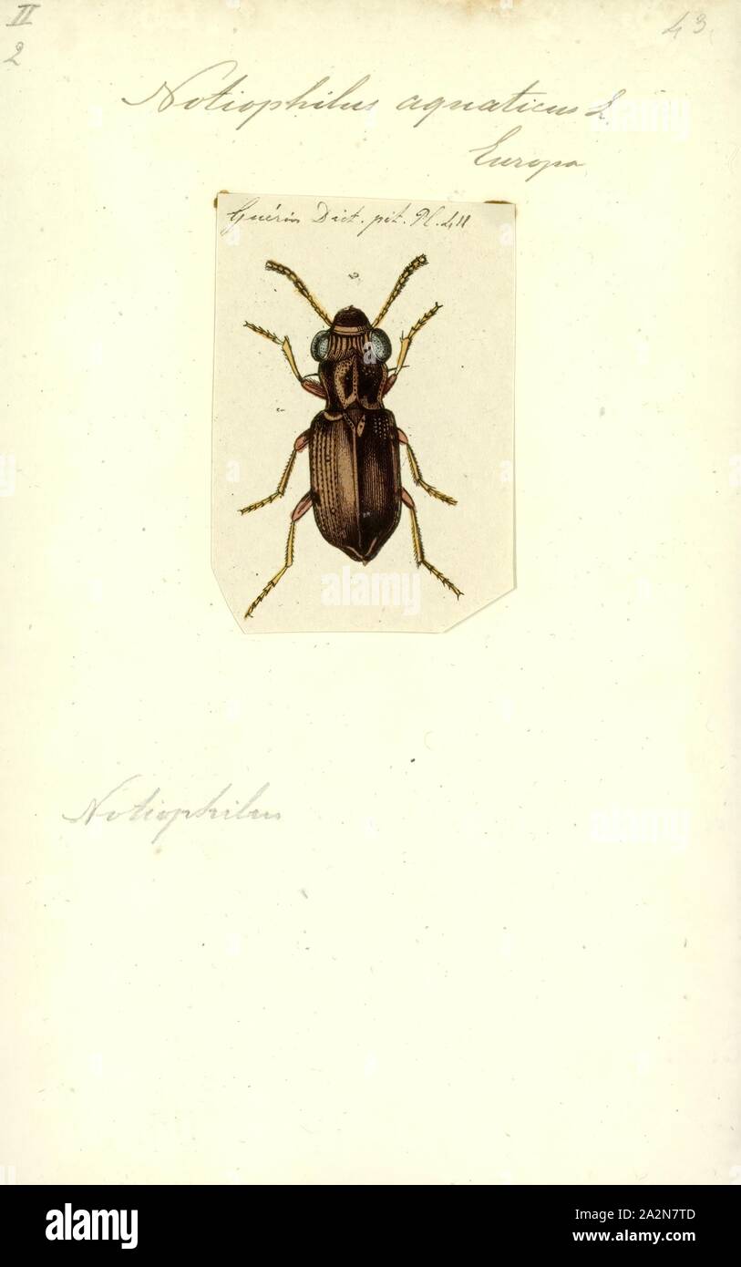 Notiophilus, Print, Notiophilus is a genus of ground beetle native to ...
