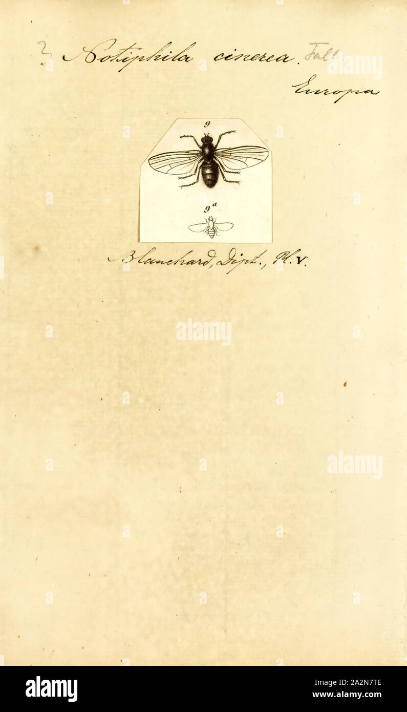Notiphila, Print, Notiphila is a genus of shore flies (insects in the ...