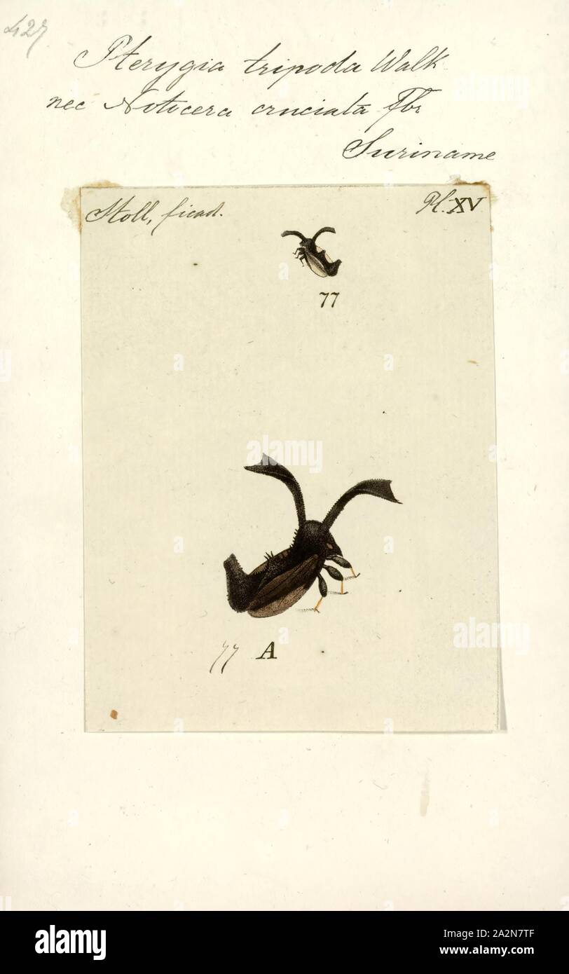 Notocera hi-res stock photography and images - Alamy