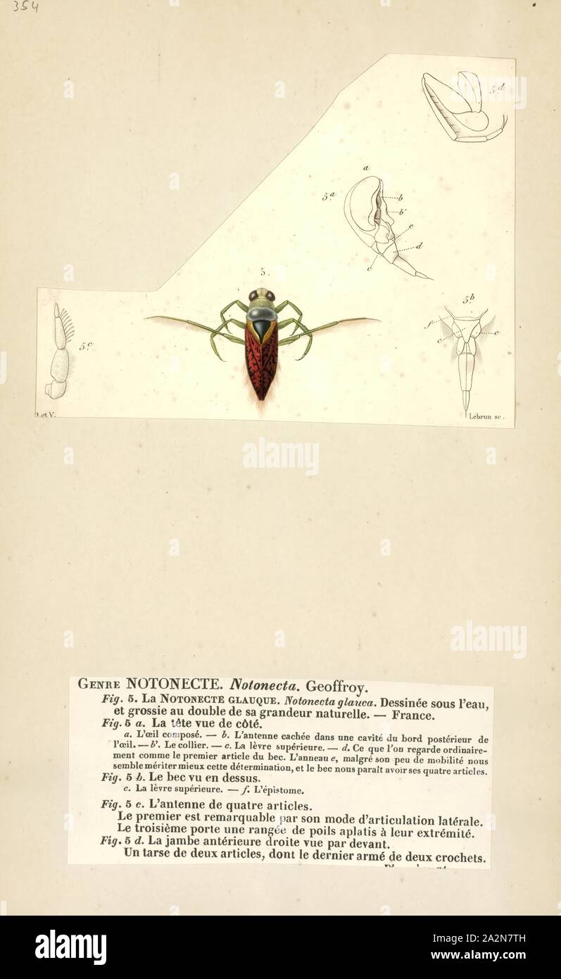 Notonecta, Print, Notonecta, or the common backswimmer, is a genus of ...
