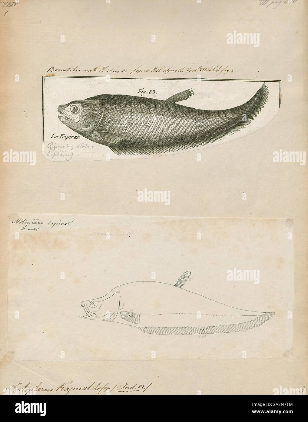 Notopterus Notopterus