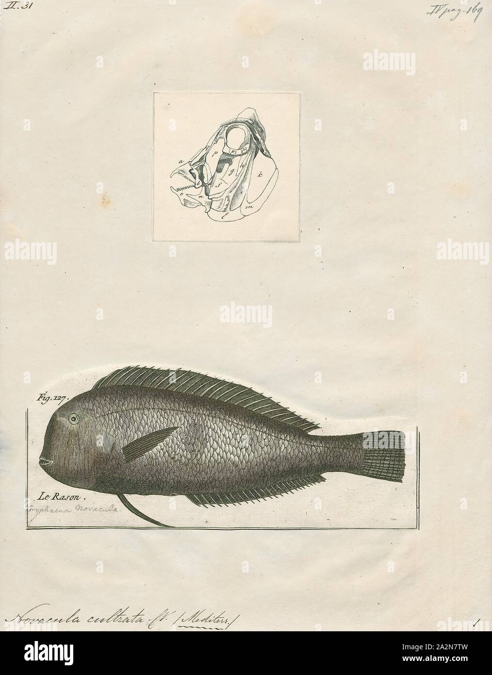 Novacula cultrata hi-res stock photography and images - Alamy