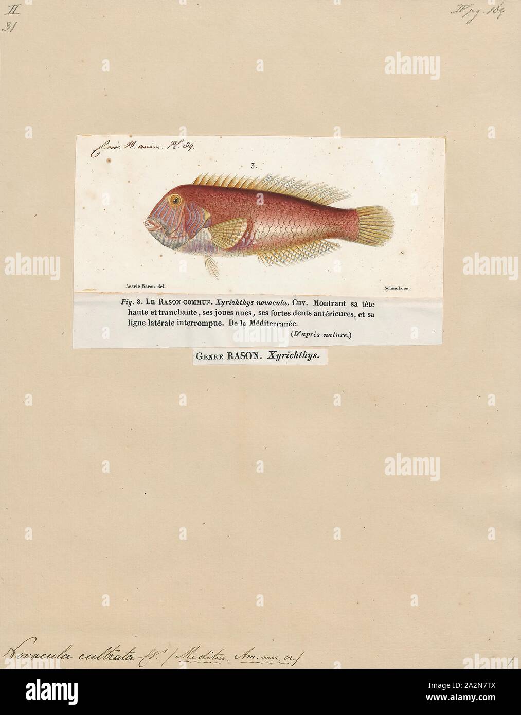 Novacula hi-res stock photography and images - Alamy