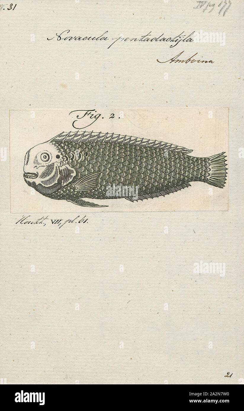 Novacula pentadactyla, Print, 1700-1880 Stock Photo - Alamy