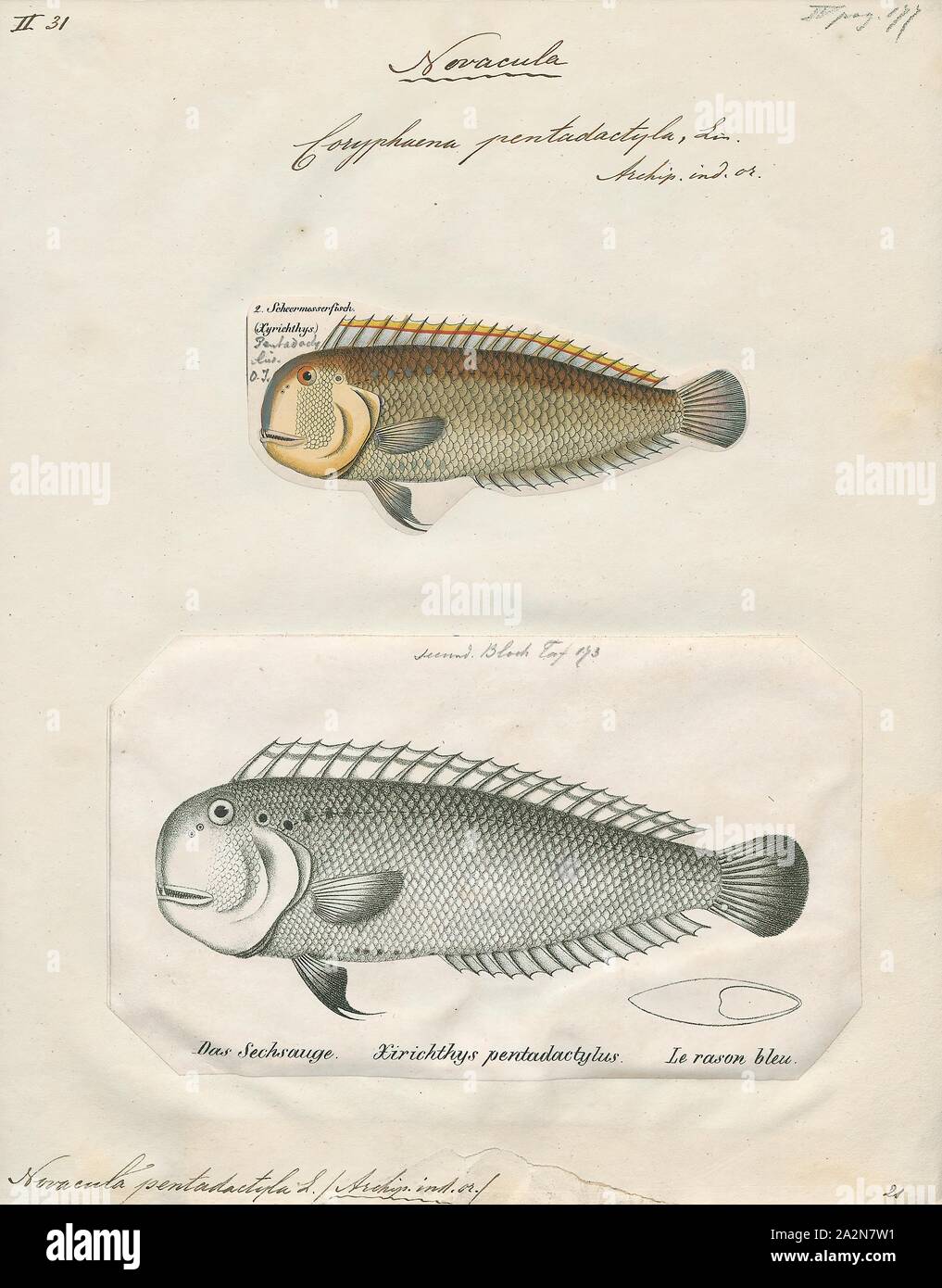 Novacula pentadactyla, Print, 1700-1880 Stock Photo - Alamy