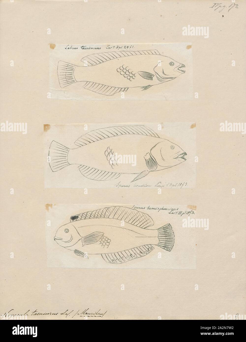 Novacula hi-res stock photography and images - Alamy