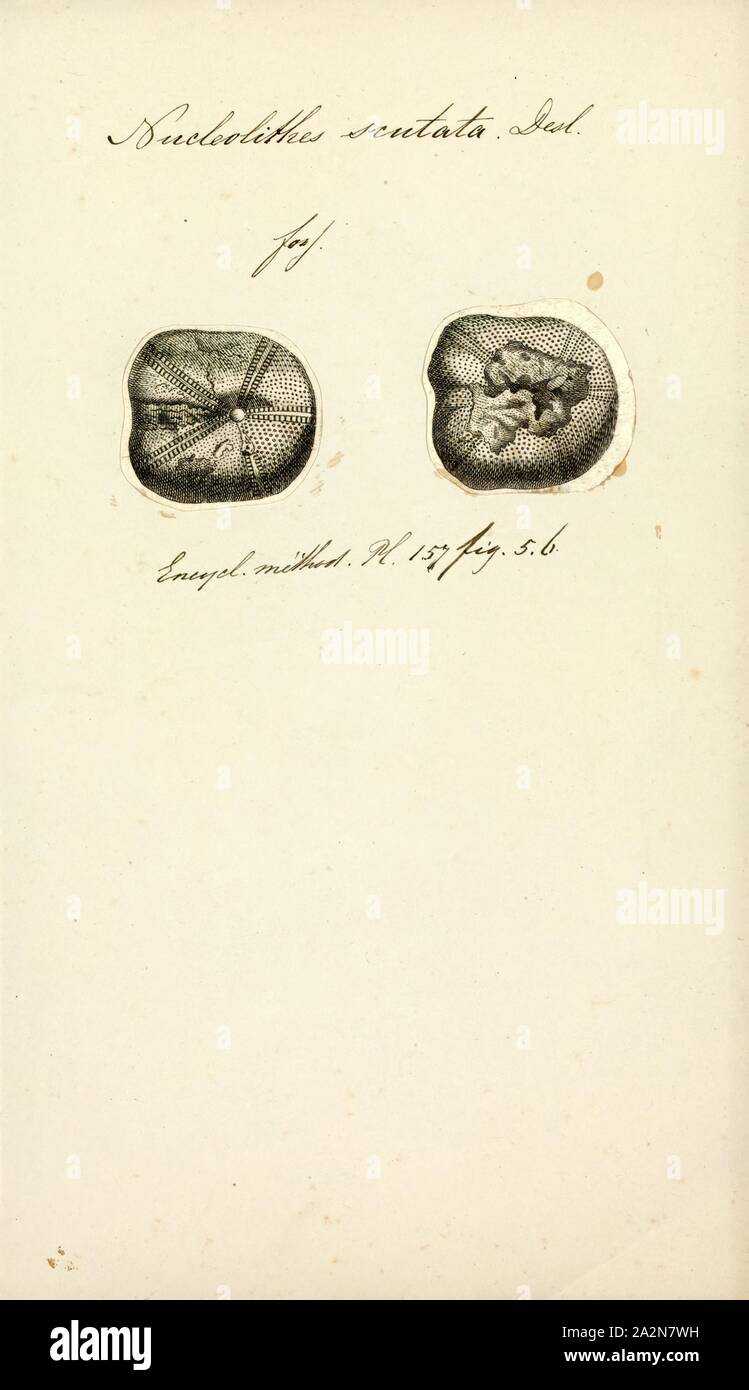 Scutata hi-res stock photography and images - Alamy