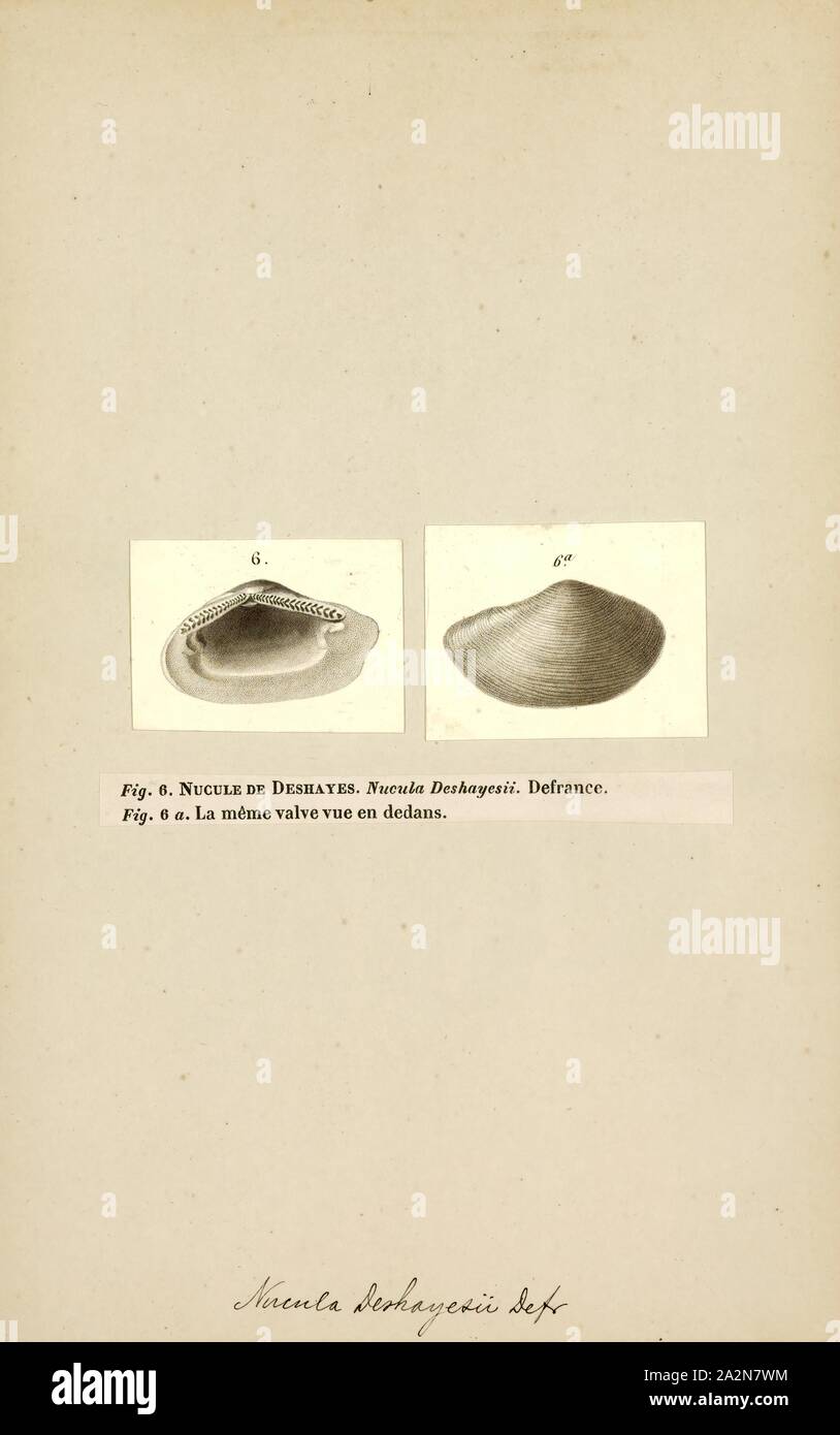 Nuculidae hi-res stock photography and images - Alamy