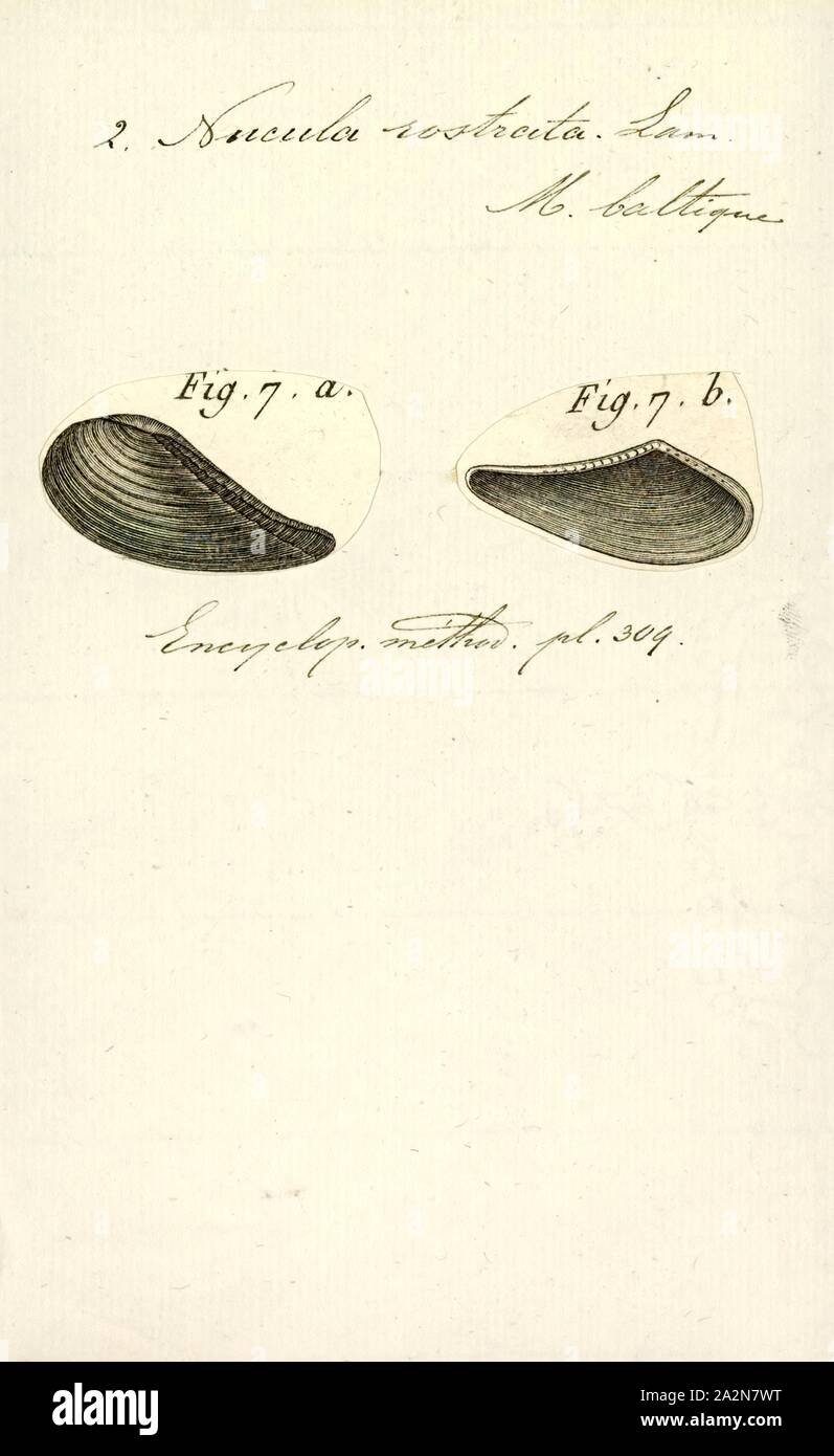 Nucula rostrata hi-res stock photography and images - Alamy