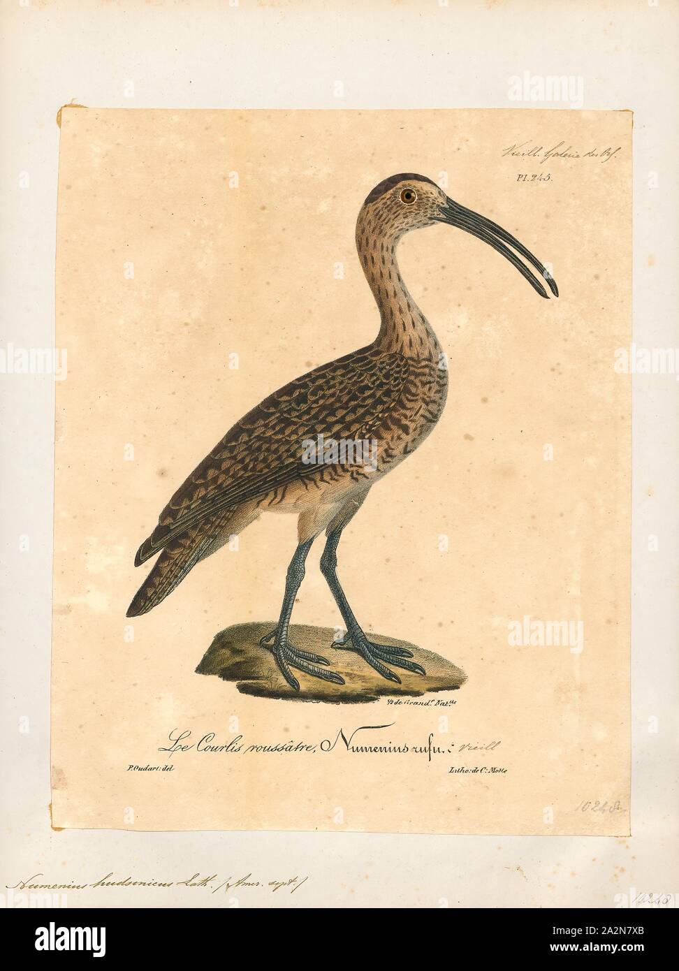 Numenius hudsonicus hudsonicus hi-res stock photography and images - Alamy