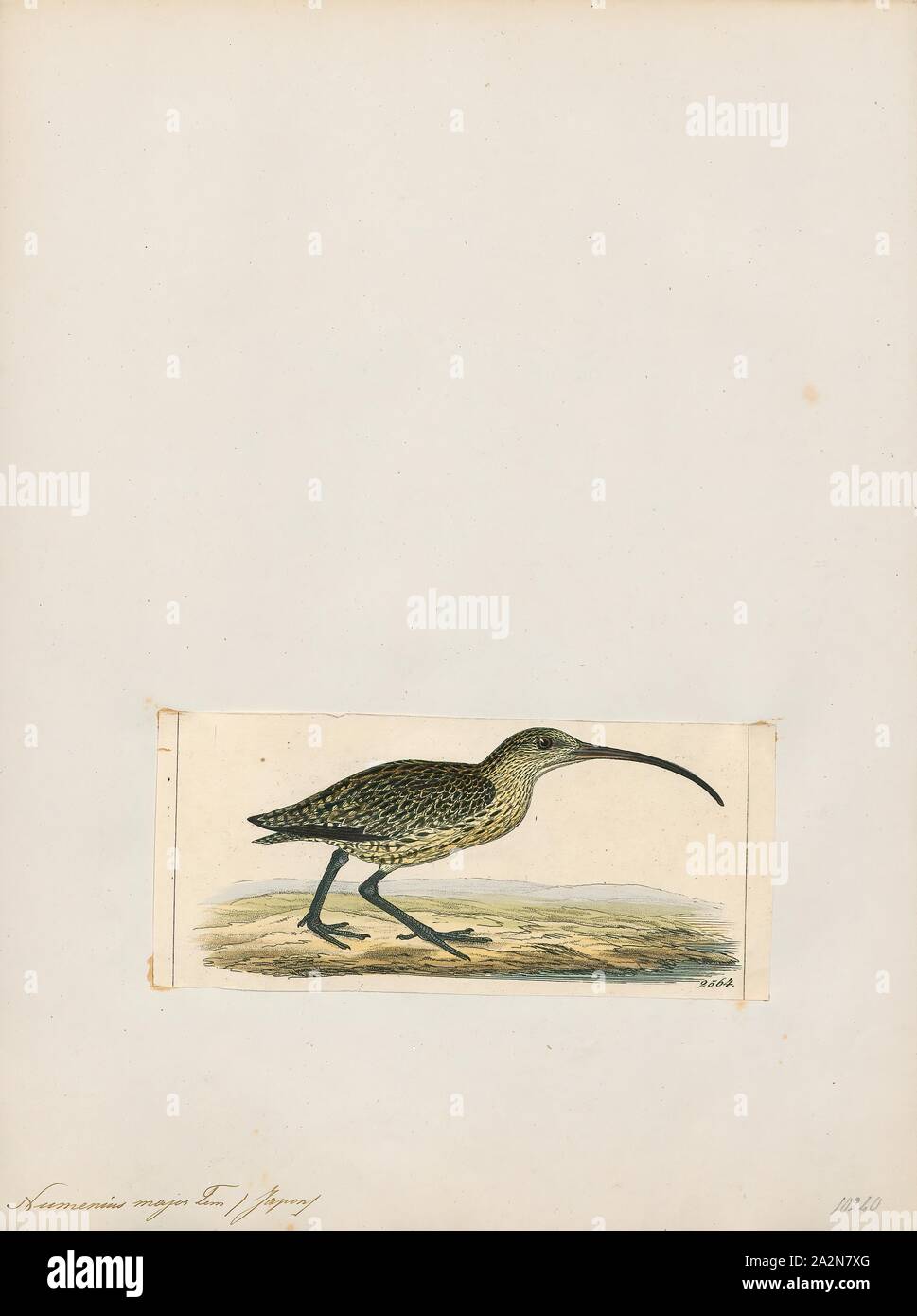 Numenius major, Print, 1820-1860 Stock Photo - Alamy