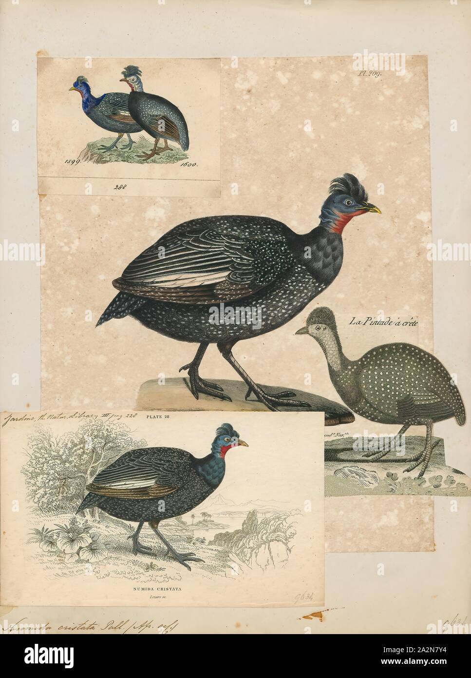 Numida cristata hi-res stock photography and images - Alamy