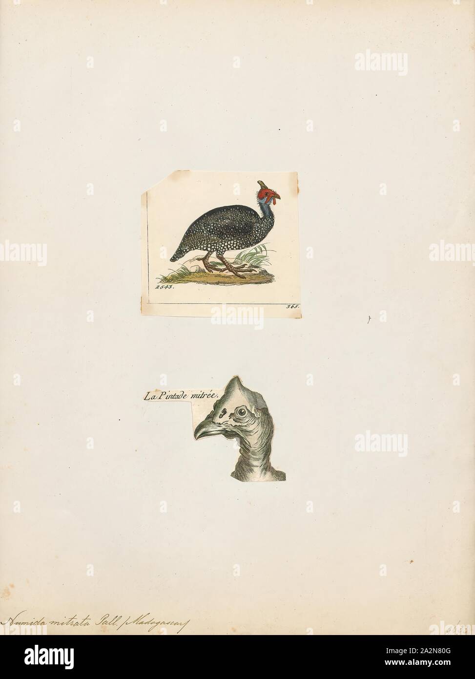 Numida mitrata hi-res stock photography and images - Alamy