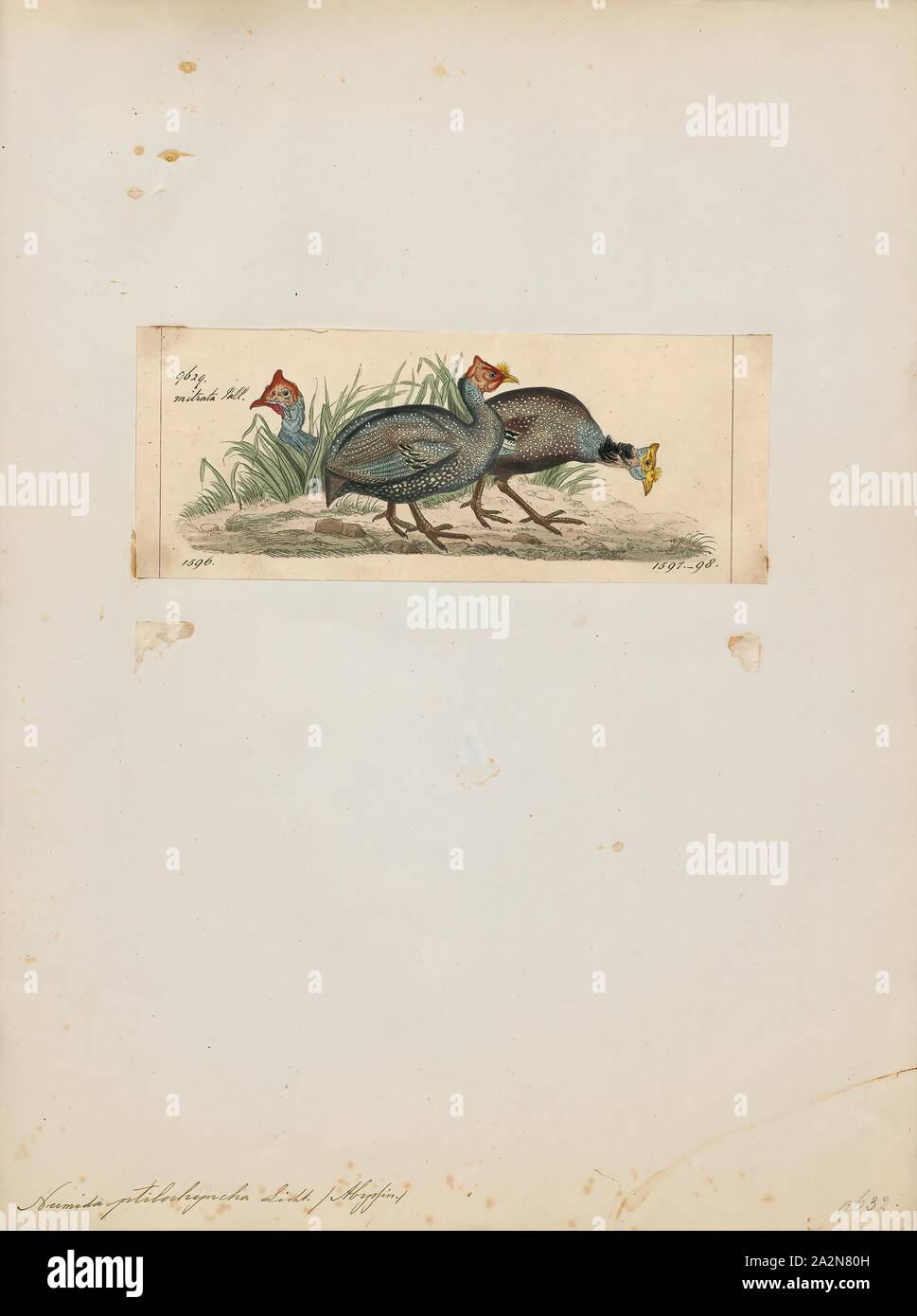 Numida ptilorhyncha hi-res stock photography and images - Alamy