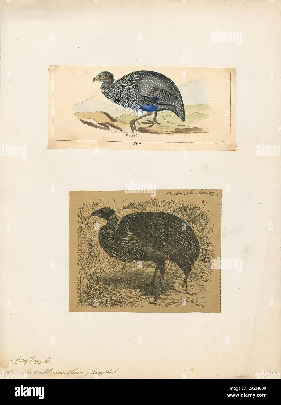 Numida genus hi-res stock photography and images - Alamy