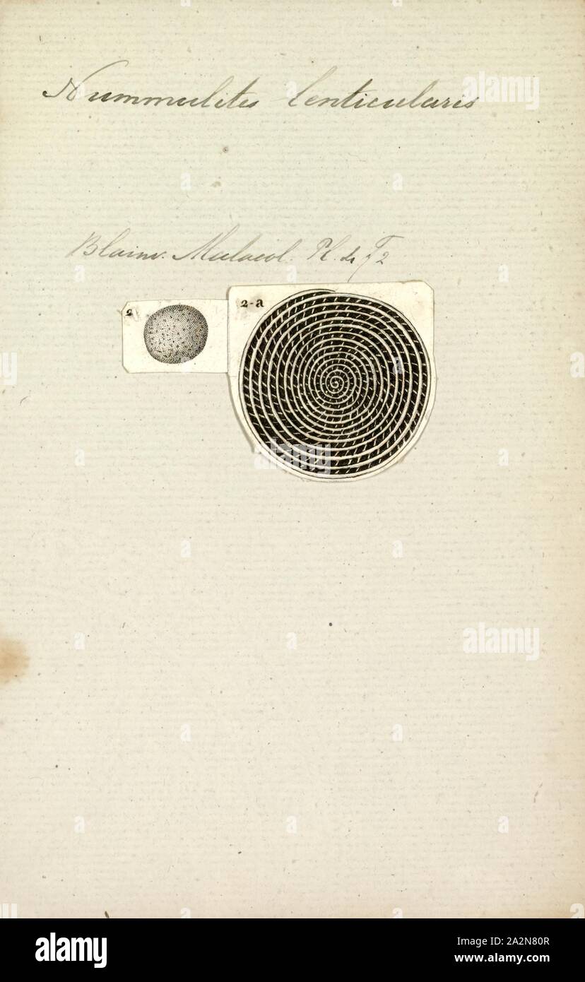 Nummulites lenticularis, Print, A nummulite is a large lenticular ...