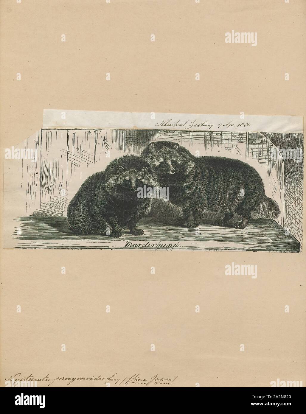 Genus nyctereutes hi-res stock photography and images - Alamy