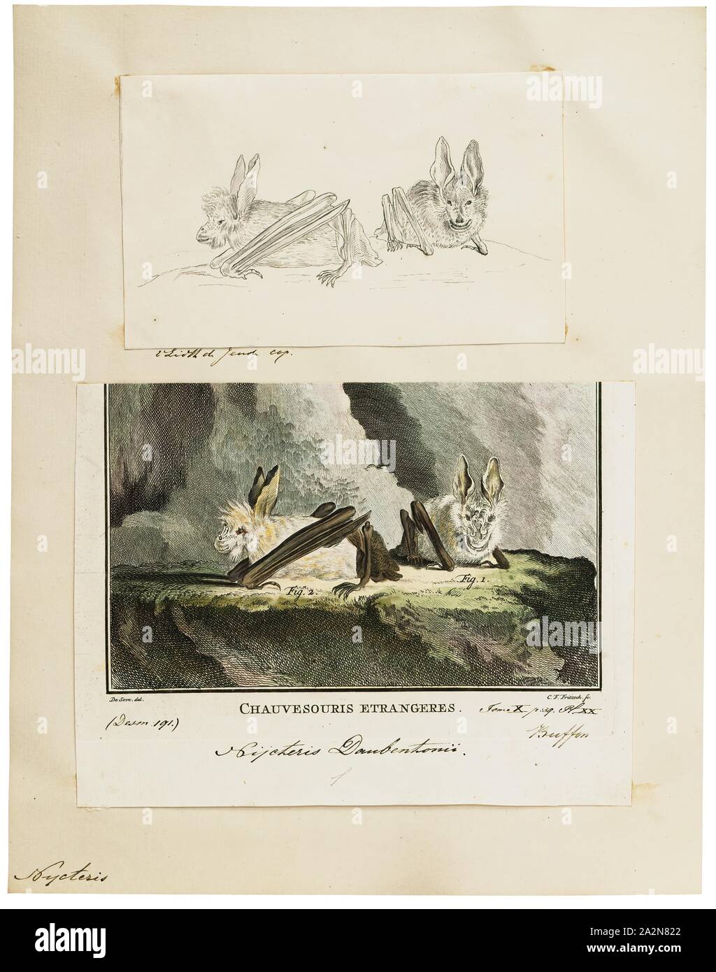 Hollow faced bats hi-res stock photography and images - Alamy