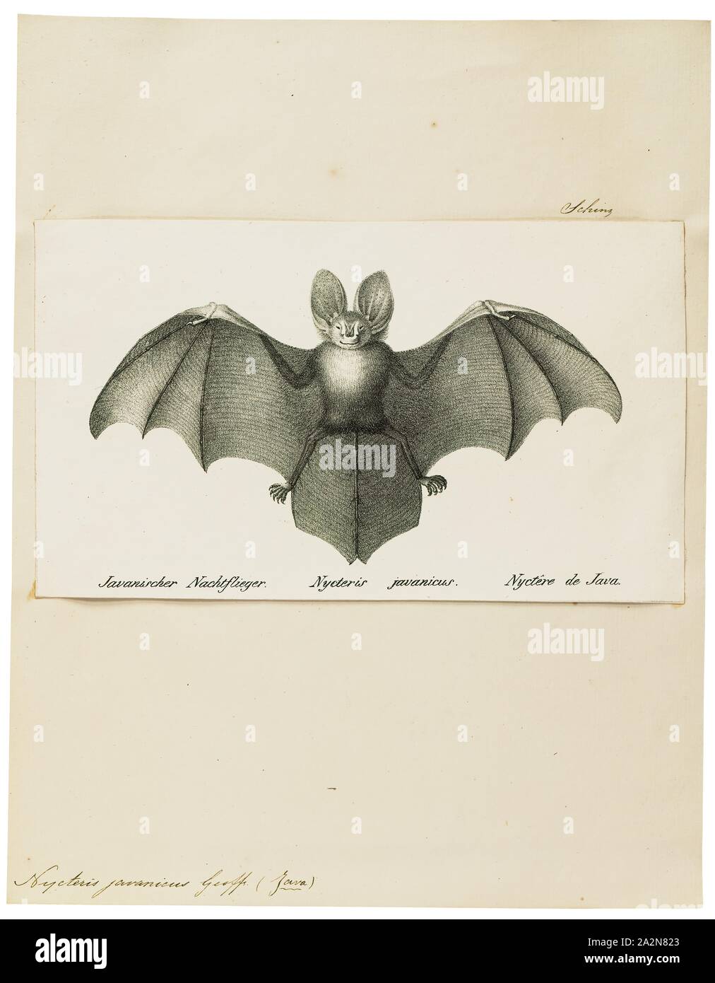 Slit faced bats hi-res stock photography and images - Alamy