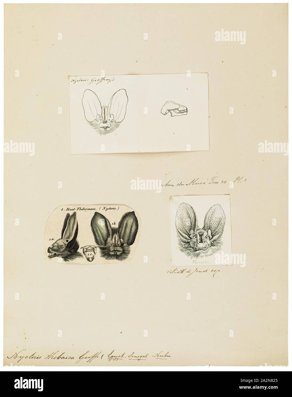 Six subspecies hi-res stock photography and images - Alamy