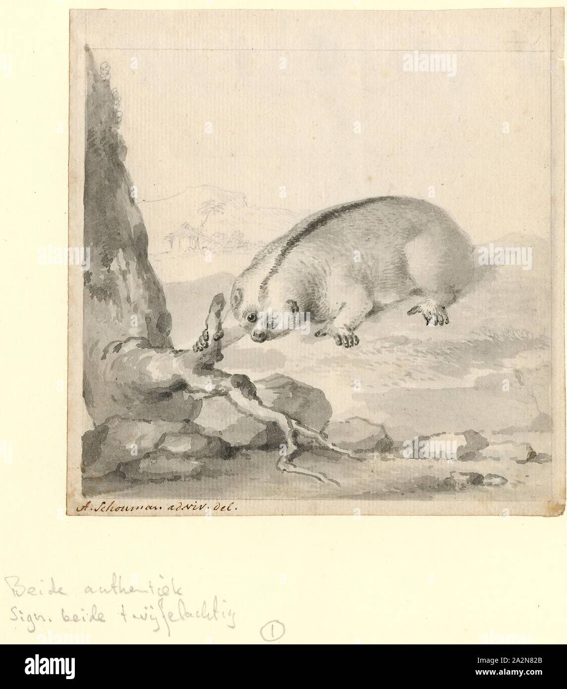 Vestigial tail hi-res stock photography and images - Alamy