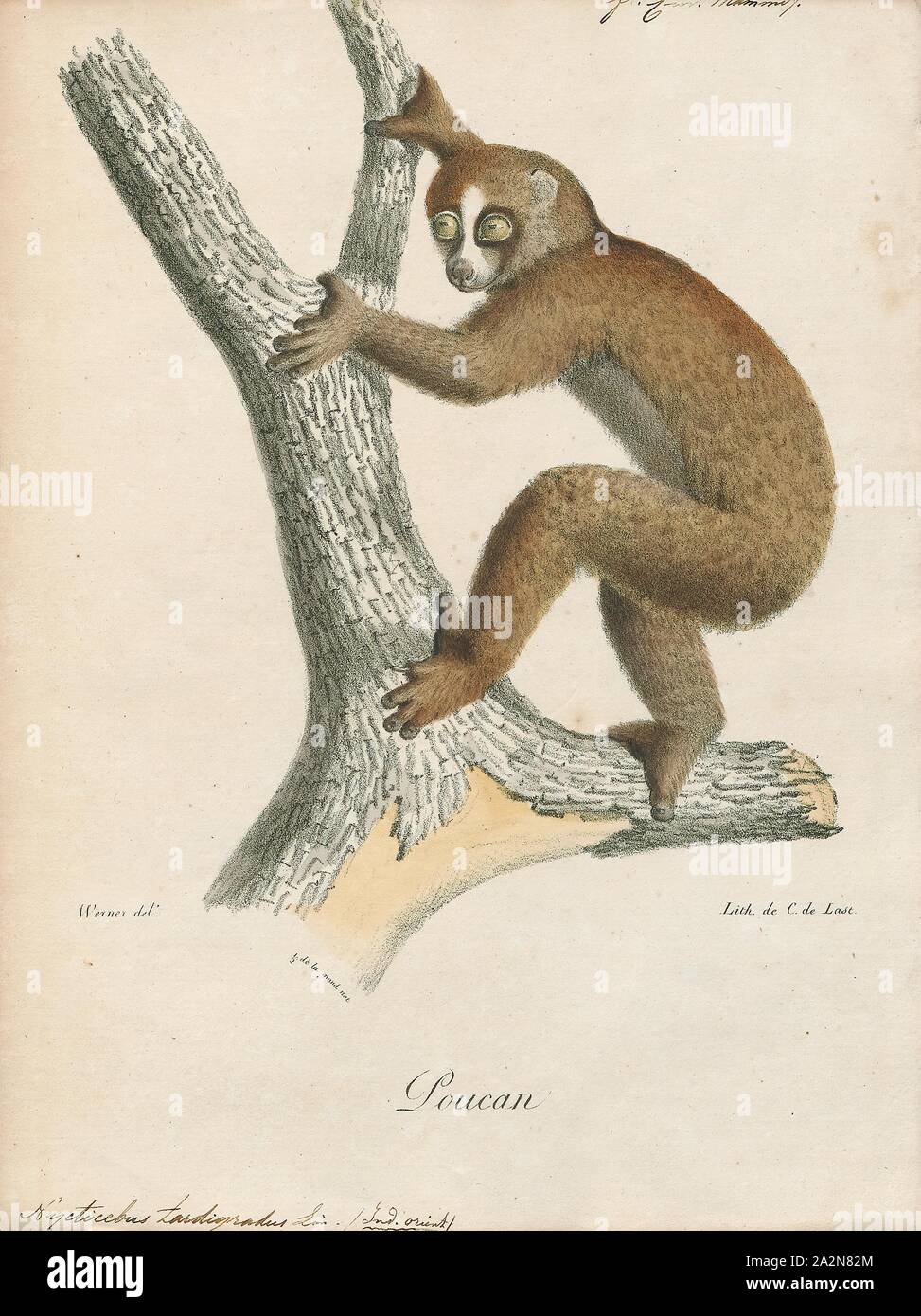 Slender loris hi-res stock photography and images - Alamy