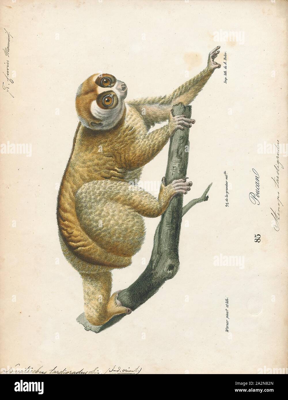 Nycticebus tardigradus, Print, Slow lorises are a group of several ...