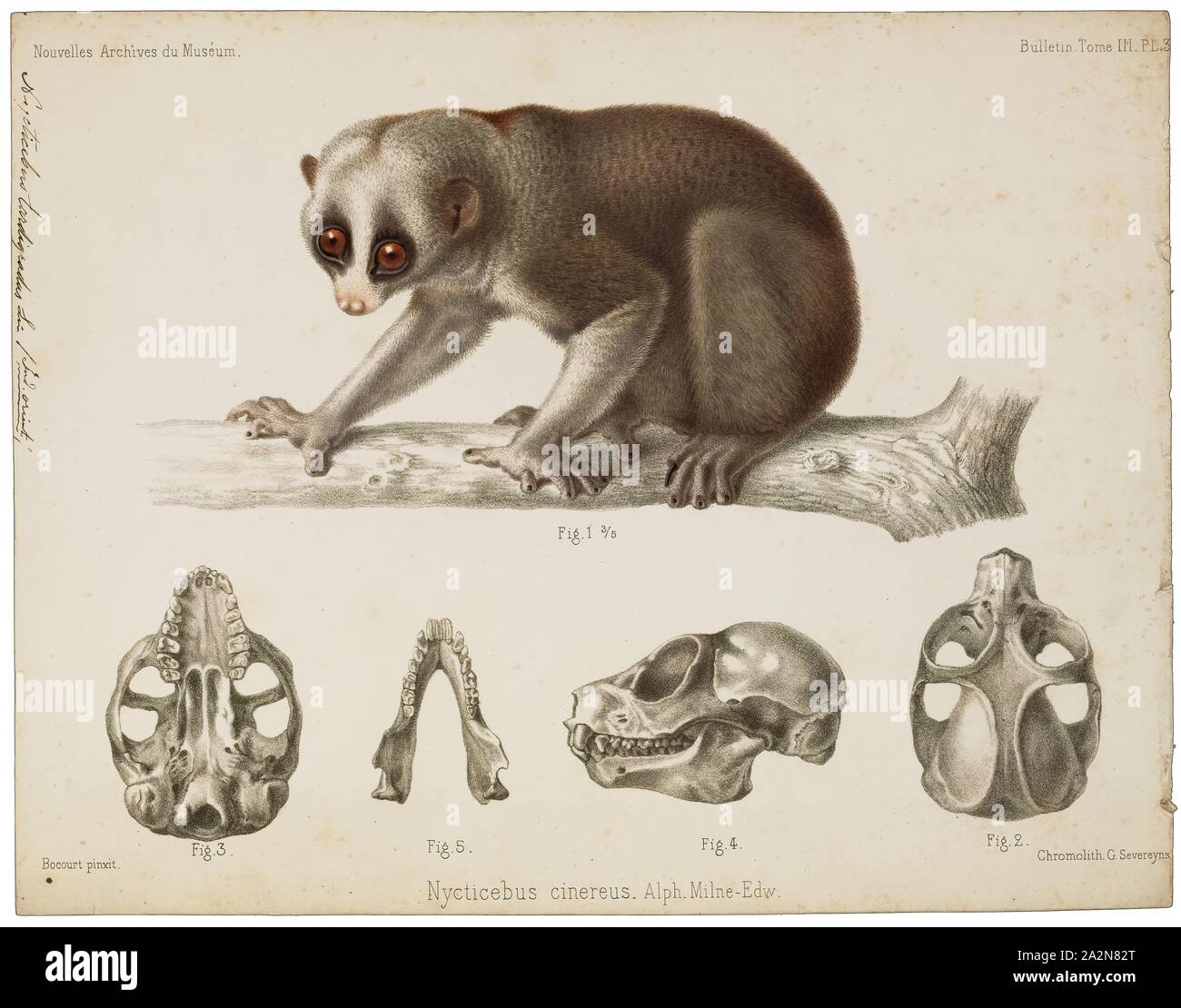 Slender Loris Skeleton