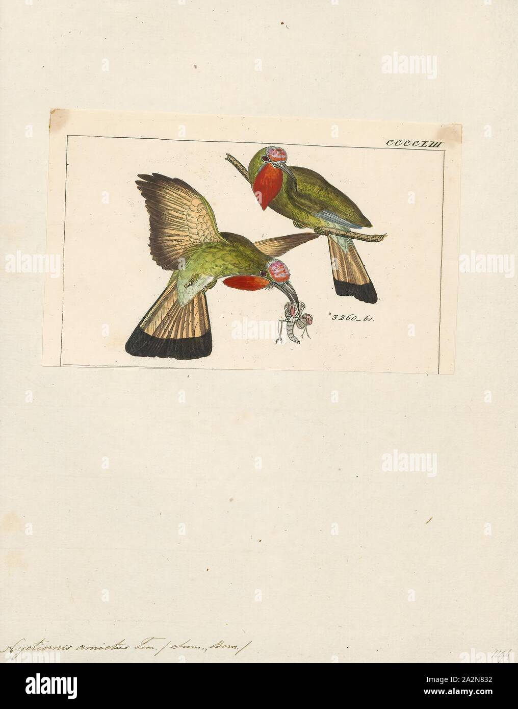 Amictus hi-res stock photography and images - Alamy