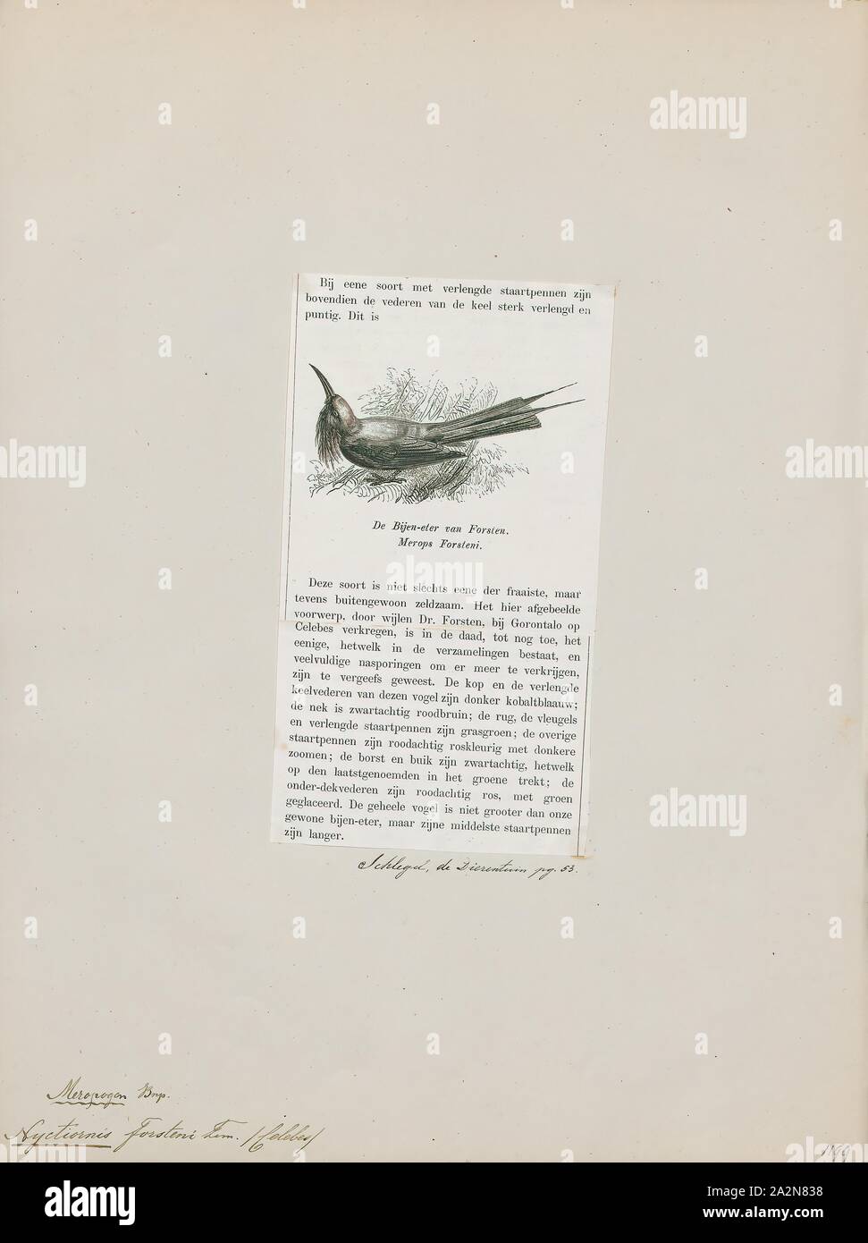 Forsteni hi-res stock photography and images - Alamy