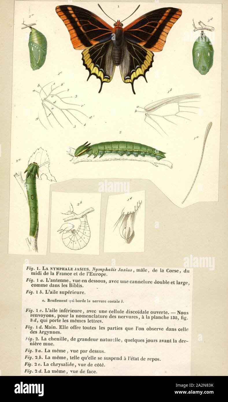 Nymphalis, Print, Nymphalis, commonly known as the tortoiseshells or ...