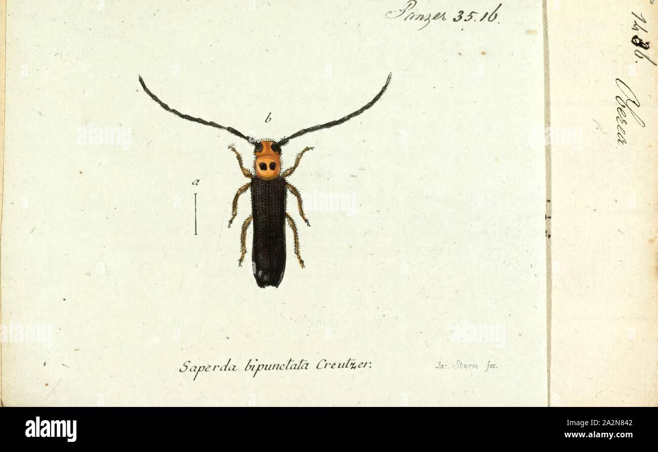 Oberea, Print, Oberea is a genus of longhorn beetles, most of which are ...