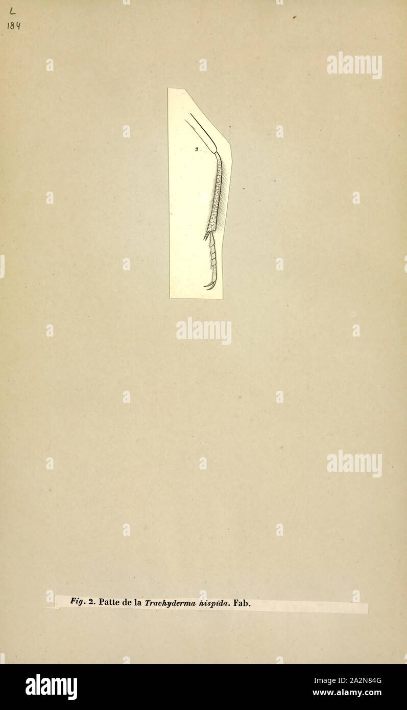 Ocnera hi-res stock photography and images - Alamy