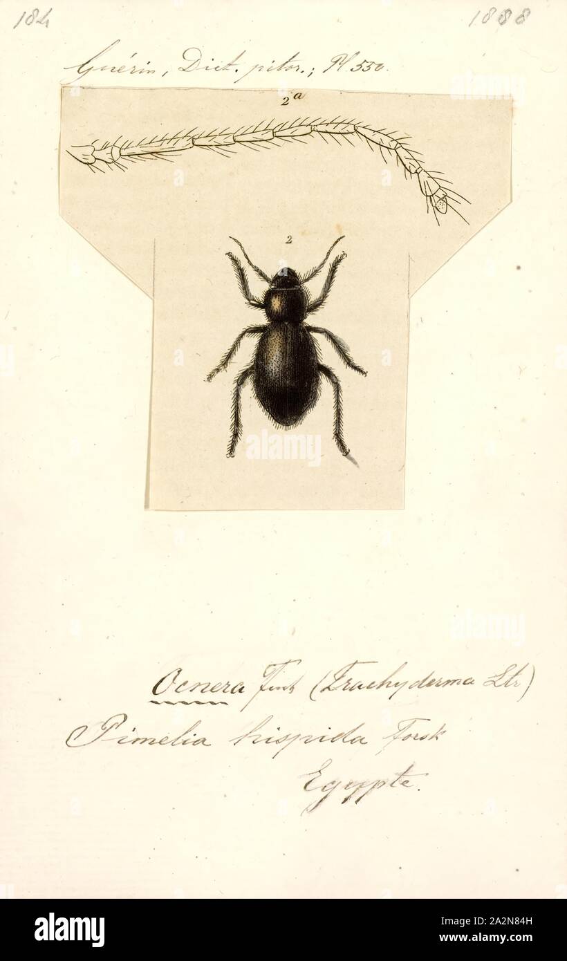 Ocnera hi-res stock photography and images - Alamy