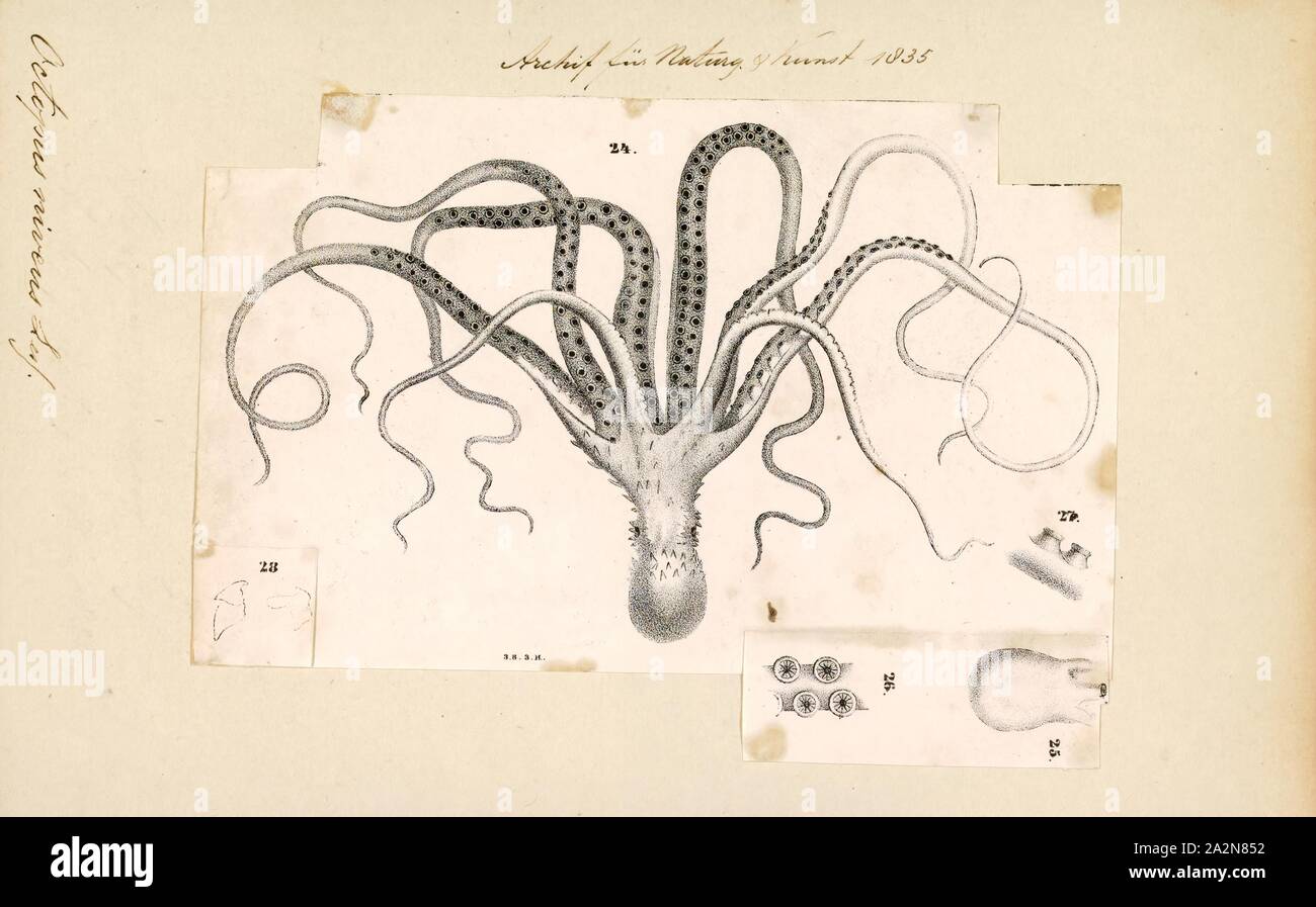 Octopus niveus, Print, The octopus is a soft-bodied, eight-limbed ...