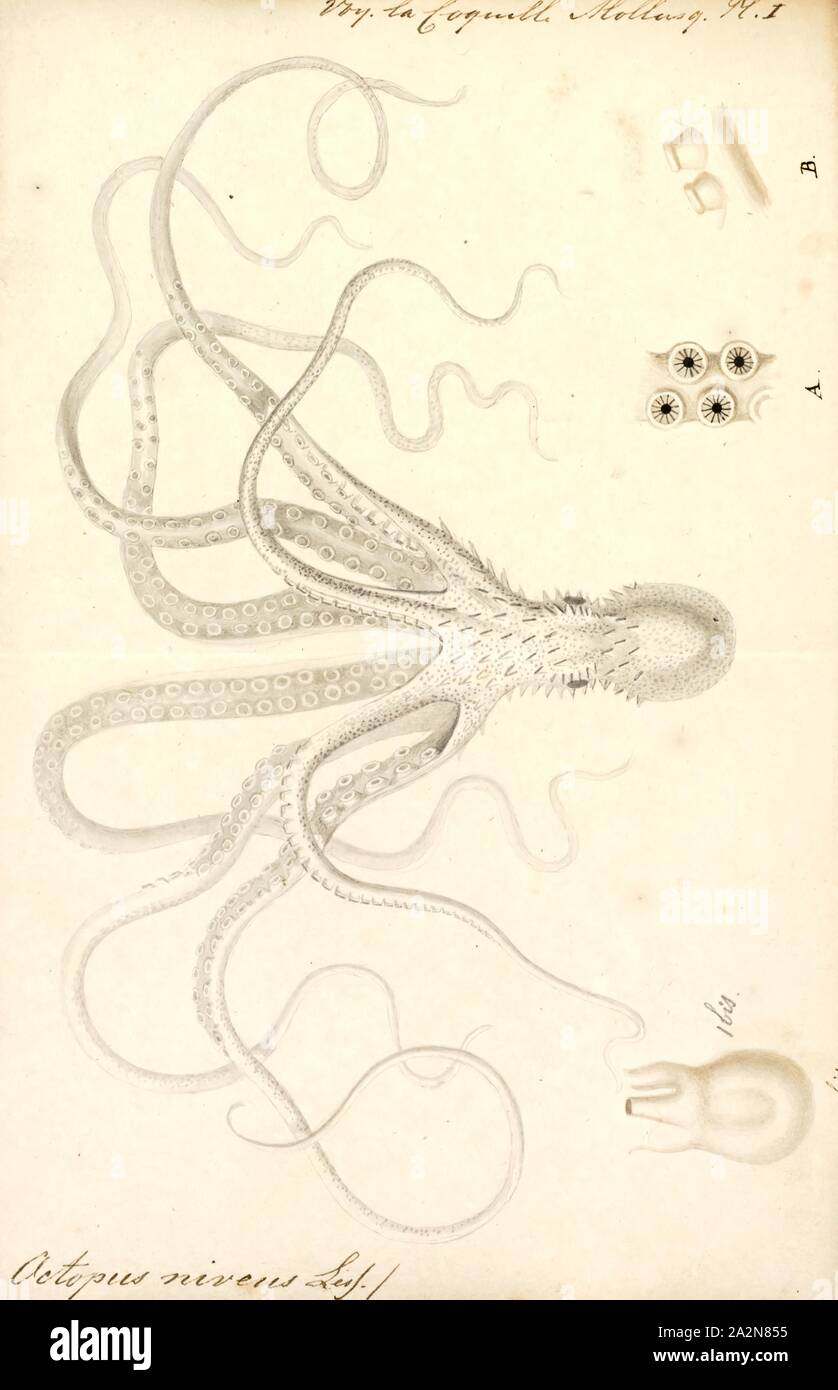 Octopus niveus, Print, The octopus is a soft-bodied, eight-limbed ...