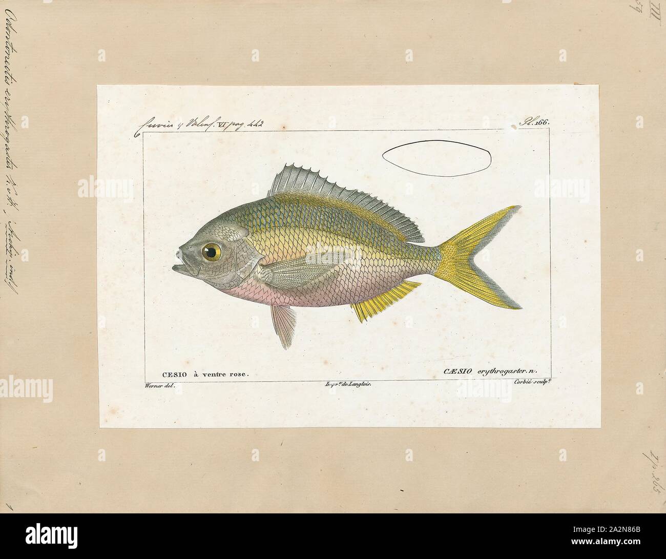 Odontonectes erythrogaster, Print, 1828-1849 Stock Photo - Alamy