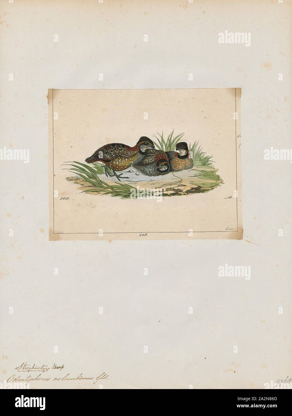 Montane bird species hi-res stock photography and images - Alamy