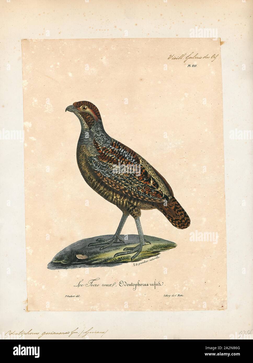 Odontophorus guianensis, Print, The wood quails are birds in the genus ...