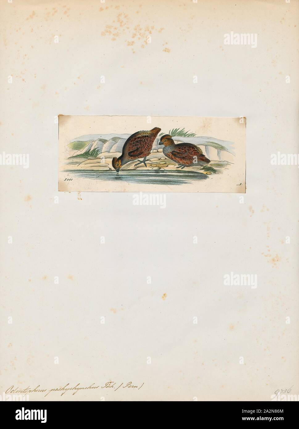 Odontophorus pachyrhynchus, Print, The wood quails are birds in the ...