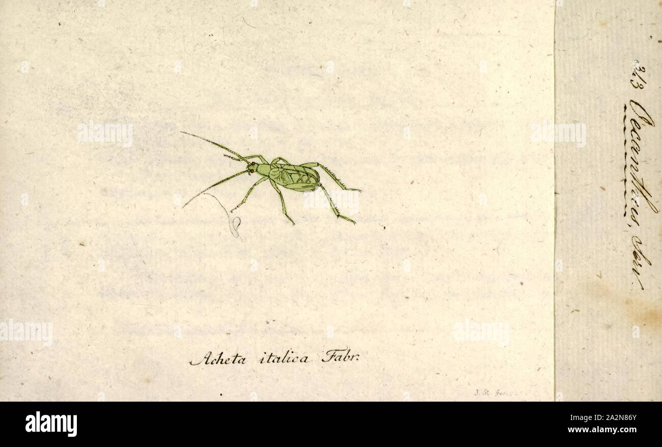 Subfamily oecanthinae hi-res stock photography and images - Alamy