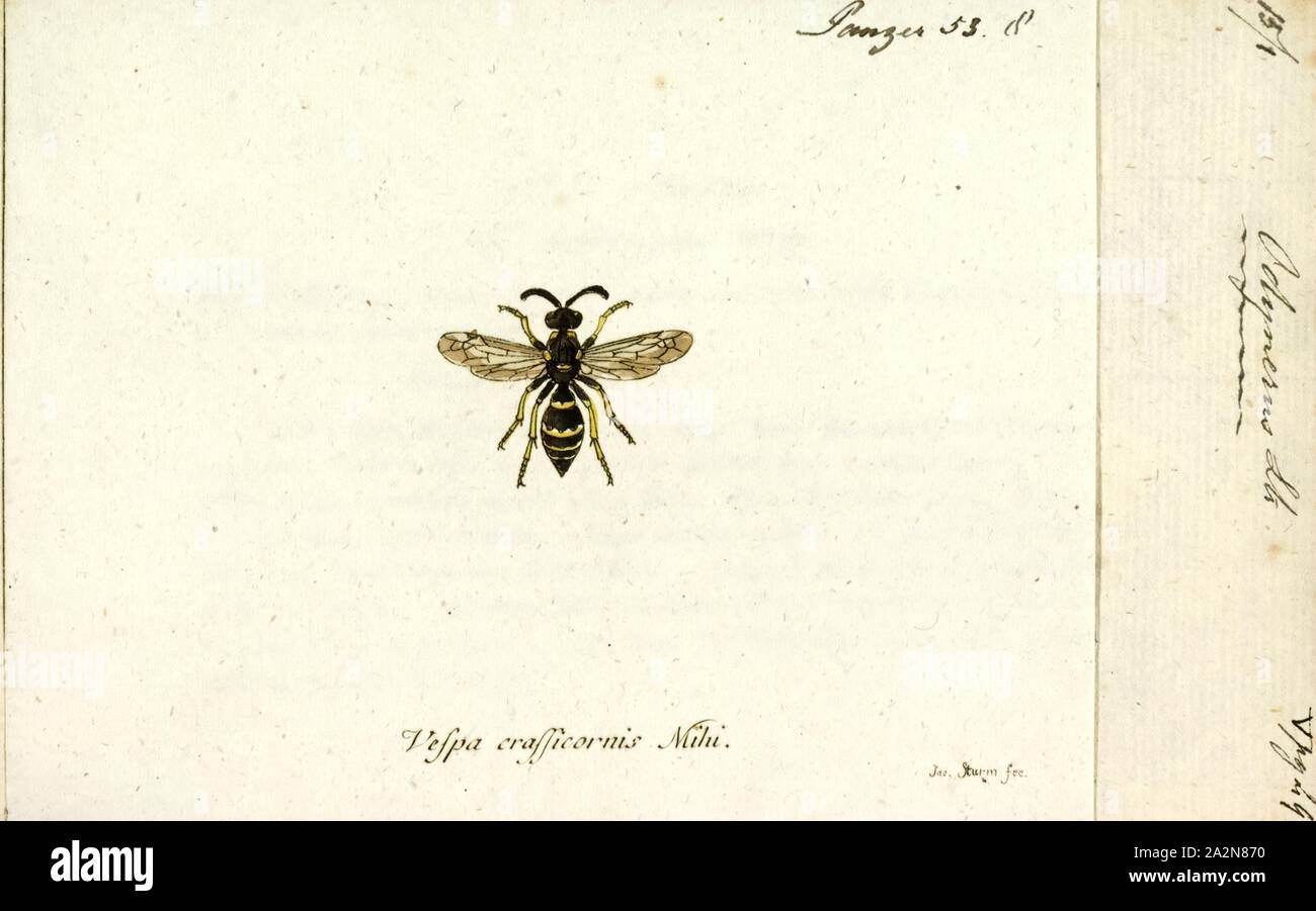 Odynerus, Print, Odynerus is a primarily Holarctic genus of potter ...