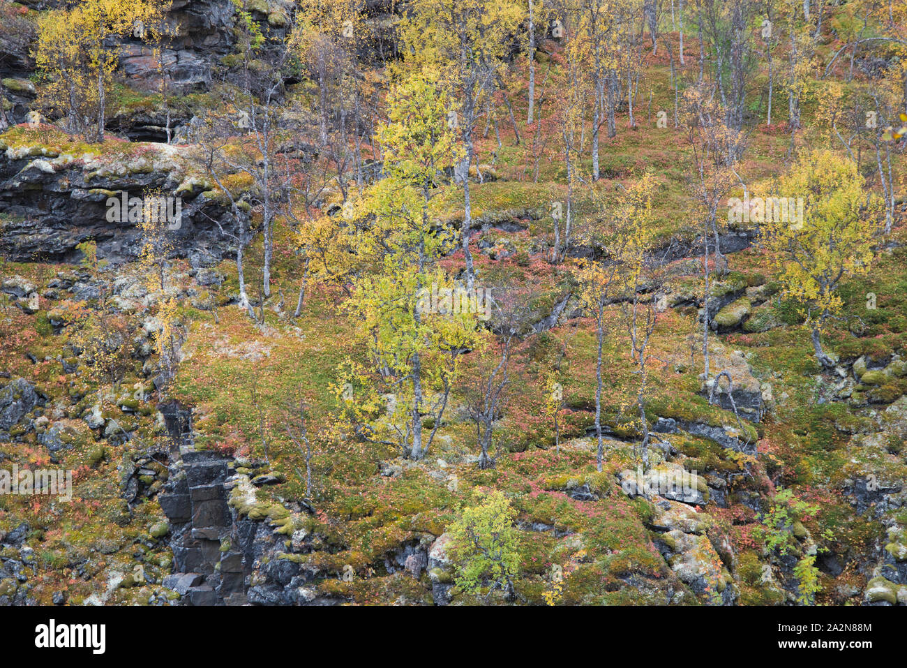Arctic fall colours hi-res stock photography and images - Alamy