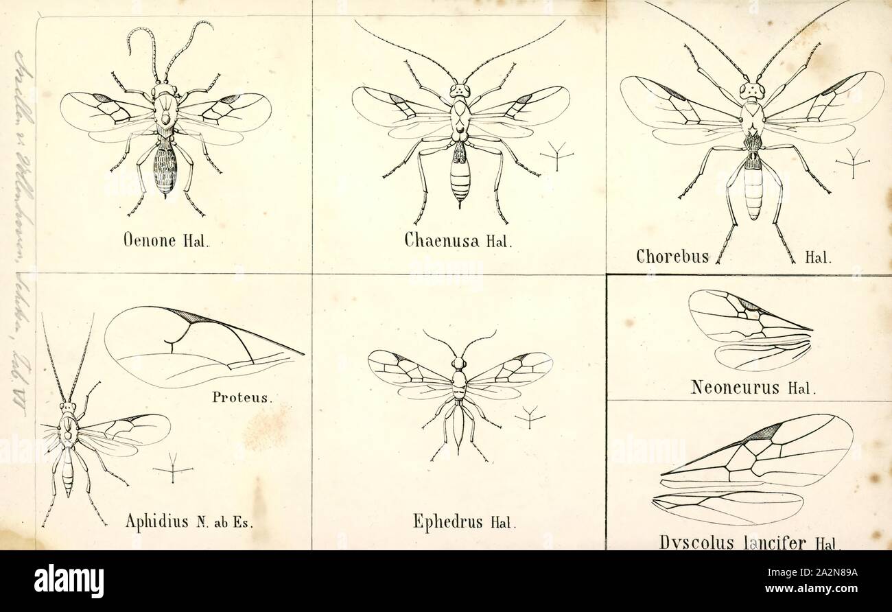 Oenone hi-res stock photography and images - Alamy