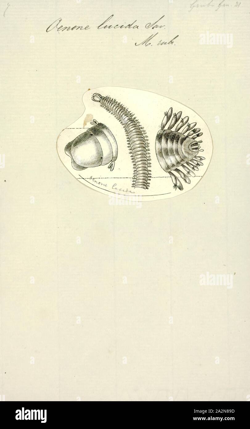 Oenone hi-res stock photography and images - Alamy