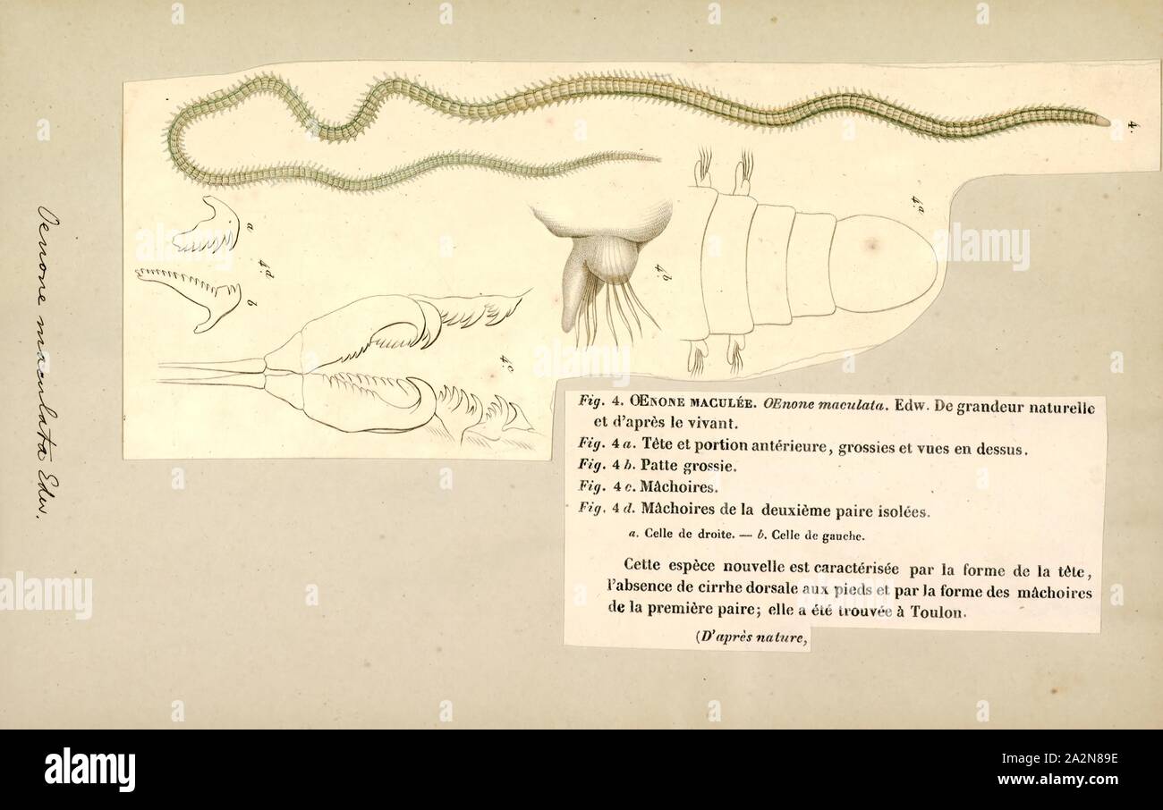 Oenone maculata, Print Stock Photo - Alamy